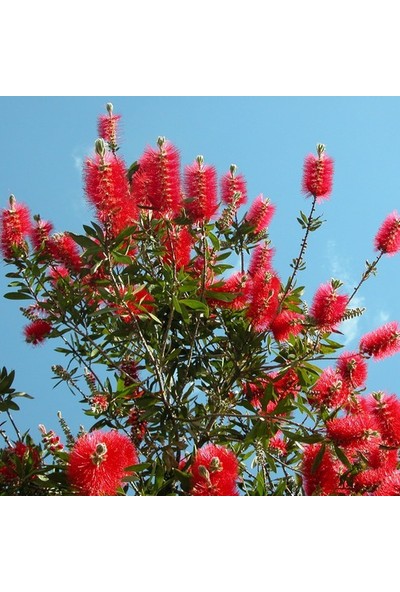 İdea Pazar Tüplü Fırça Çalısı Callistemon (At Kuyruğu) Fidanı (160-220 Cm)