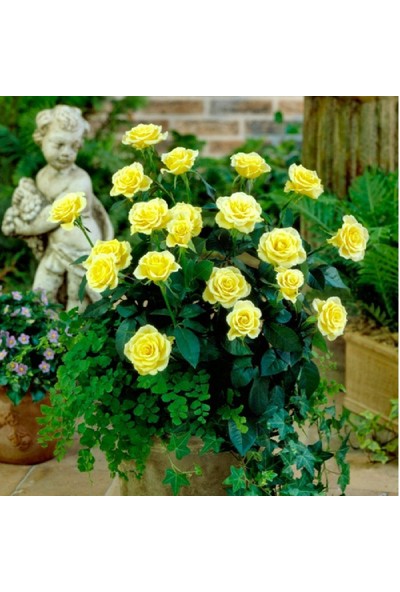 İdea Pazar Tüplü Yediveren Bodur Minyatür Sarı Gül Fidanı