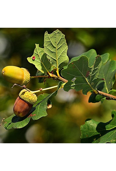İdea Pazar Tüplü Meşe Ağacı (Quercus) Fidanı (30-50 Cm)
