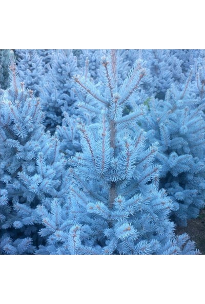 İdea Pazar Tüplü Aşılı Hopsi Mavi Ladin Fidanı (40-60 Cm) 2 Adet