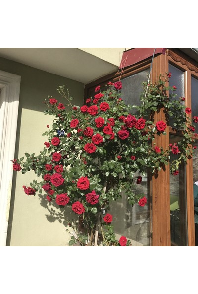 İdea Pazar Tüplü Yoğun Kokulu Kırmızı Kozluören Sarmaşık Gül Fidanı