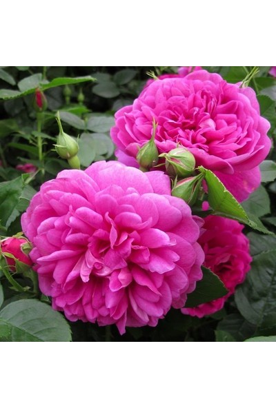 İdea Pazar Tüplü Yediveren Kokulu Isparta Gül Fidanı Reçellik