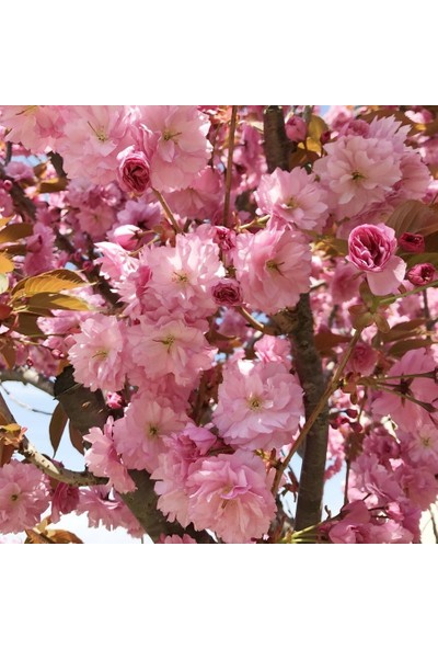 İdea Pazar Tüplü Katmerli Çiçekli Süs Kirazı Fidanı İdea Pazar Tüplü Katmerli Çiçekli Süs Kirazı Fidanı