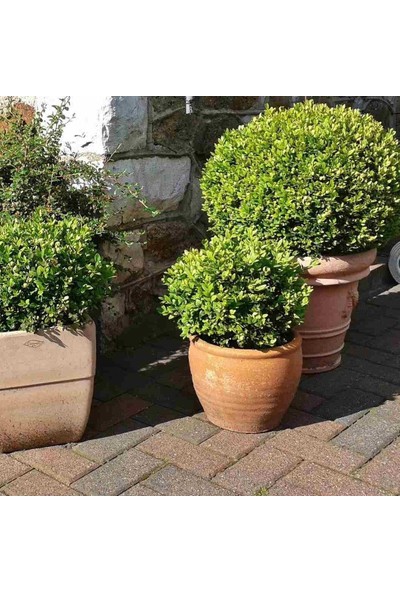 İdea Pazar Tüplü Buxus Şimşir Fidanı İdea Pazar Tüplü Buxus Şimşir Fidanı