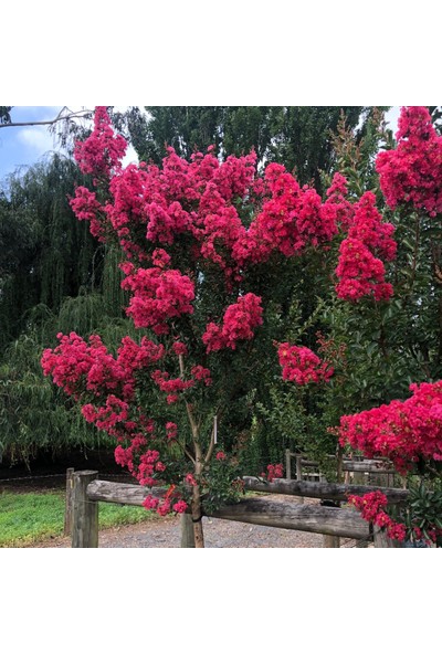 İdea Pazar Tüplü Oya Ağacı (Hint Leylağı Ispanyol Leylağı) Fidanı
