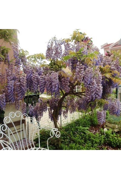 İdea Pazar Tüplü Yoğun Kokulu Wisteria Sinensis Mor Salkım Fidanı