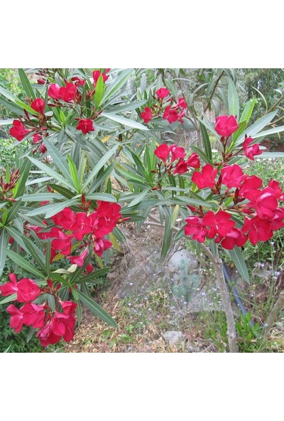 İdea Pazar Tüplü Kırmızı Çiçekli Zakkum Fidanı İdea Pazar Tüplü Kırmızı Çiçekli Zakkum Fidanı