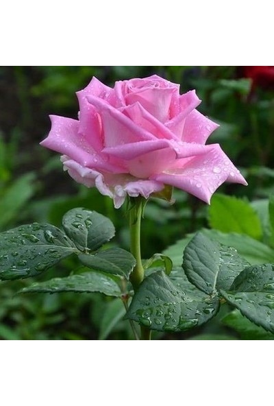 İdea Pazar Tüplü Kokulu Yediveren Açık Pembe Selin Gül Fidanı İdea Pazar Tüplü Kokulu Yediveren Açık Pembe Selin Gül Fidanı