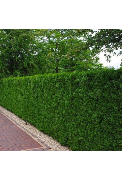 İdea Pazar Tüplü Çit Mazı Fidanı (100 Adet) İdea Pazar Tüplü Çit Mazı Fidanı (100 Adet)