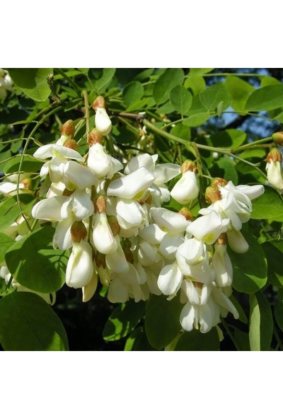 İdea Pazar Tüplü Yoğun Kokulu Beyaz Çiçekli Akasya Fidanı