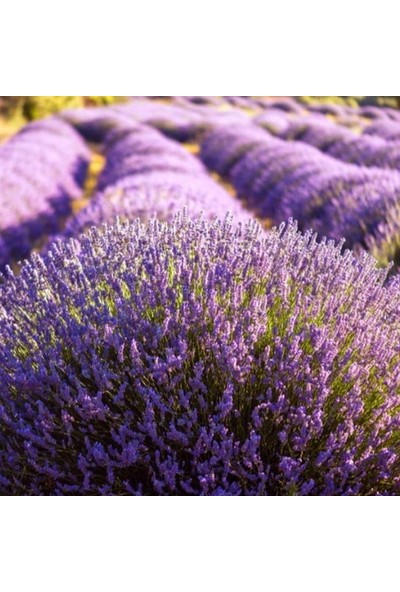 İdea Pazar Tüplü Yoğun Kokulu Lavanta Fidanı (10-20 Cm)