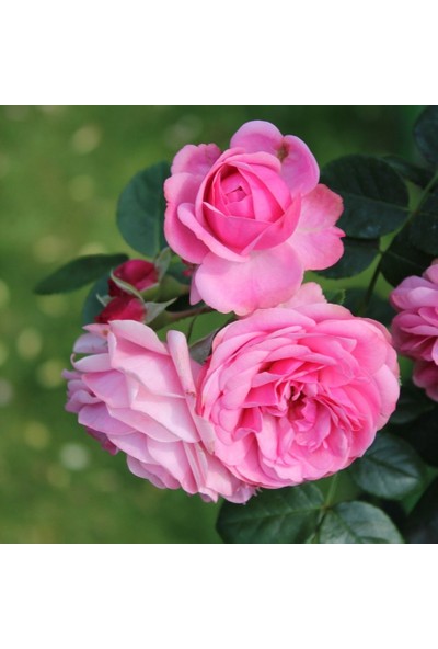 İdea Pazar Tüplü Yoğun Kokulu Reçellik Yediveren Isparta Gülü Fidanı