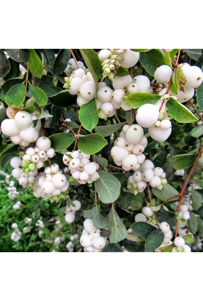 İdea Pazar Tüplü Inci Çalısı Ağacı (Symphoricarpus Albus) Fidanı İdea Pazar Tüplü Inci Çalısı Ağacı (Symphoricarpus Albus) Fidanı