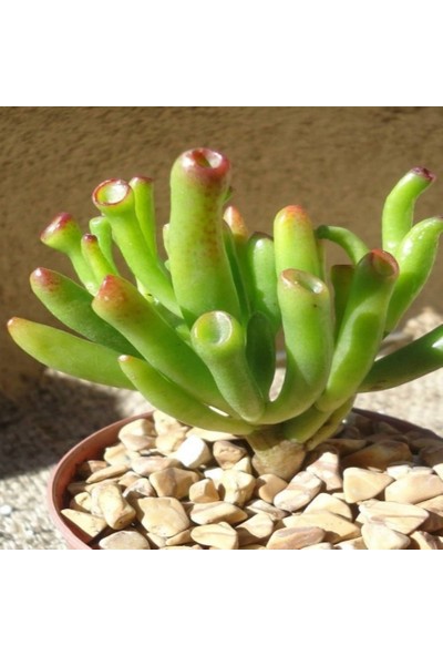 İdea Pazar Crassula Ovata Gollum Shrek Sukulent(5.5 Luk Saksıda) İdea Pazar Crassula Ovata Gollum Shrek Sukulent(5.5 Luk Saksıda)