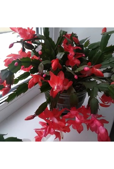 Rüzgar Botanik Kırmızı Yılbaşı Çiçeği Fidanı Saksılı