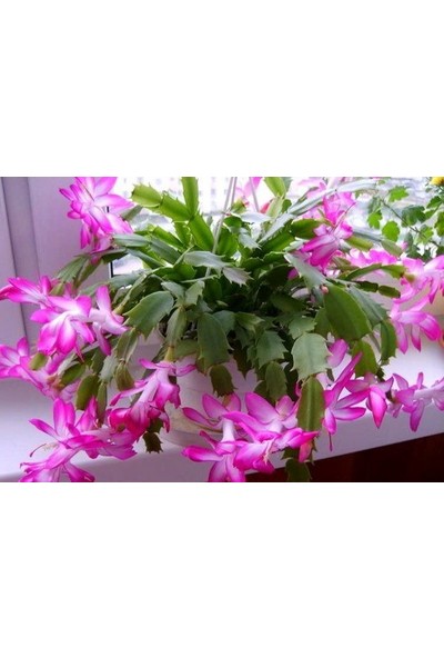 Rüzgar Botanik Pembe Yılbaşı Çiçeği Fidanı Saksılı