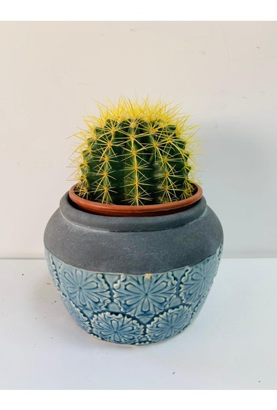 Kaktüs Dünyası Mavi Saksıda Altın Varil