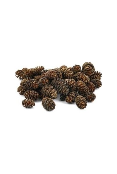 Marimo Scape Kızılagac Kozalağı