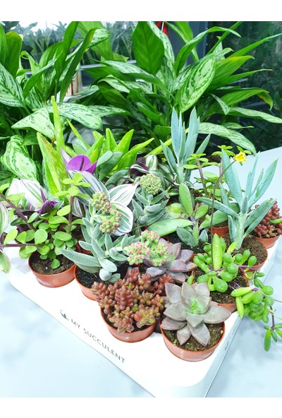 My Succulent Duble Sukulent Mix 20'li 2'şerli Karışık Sukulent 20'li My Succulent Duble Sukulent Mix 20'li 2'şerli Karışık Sukulent 20'li