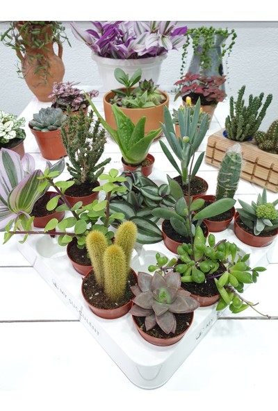 My Succulent Kaktüs ve Sukulent Karışık 12'li Mix 12'li Cactus Succulent My Succulent Kaktüs ve Sukulent Karışık 12'li Mix 12'li Cactus Succulent