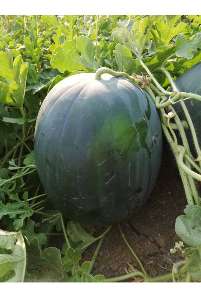 Aktarix 10 Adet Siyah Karpuz Tohumu