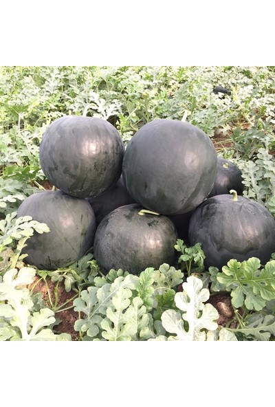Aktarix 10 Adet Mis Kokulu Siyah Karpuz Tohumu