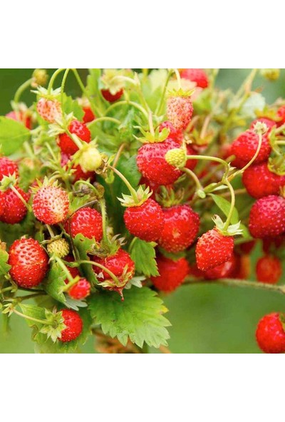 Aktarix 50 Adet Mis Kokulu Çilek Tohumu