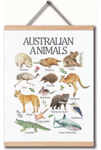 DekorLoft Dekor Loft Montessori Ingilizce Eğitici Poster Avustralya Kıtası Hayvanları