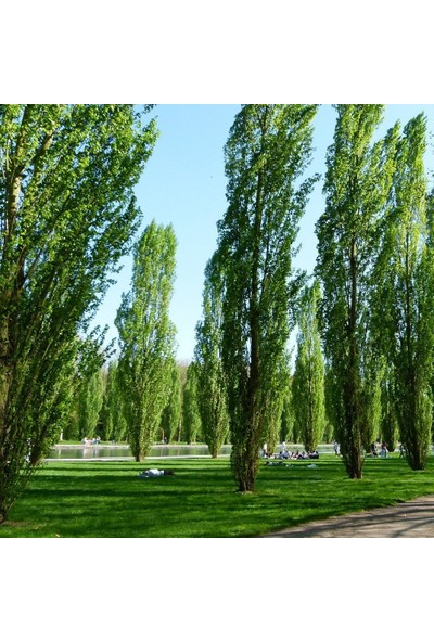 İdea Pazar Büyük Boy Anadolu Kavak Ağacı Fidanı (3-4 Yaş 150-200 Cm)