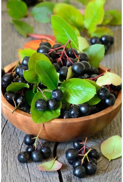 Taze Dükkan Aronya (Aronia, Chokeberry) 1 kg Taze Dükkan Aronya (Aronia, Chokeberry) 1 kg