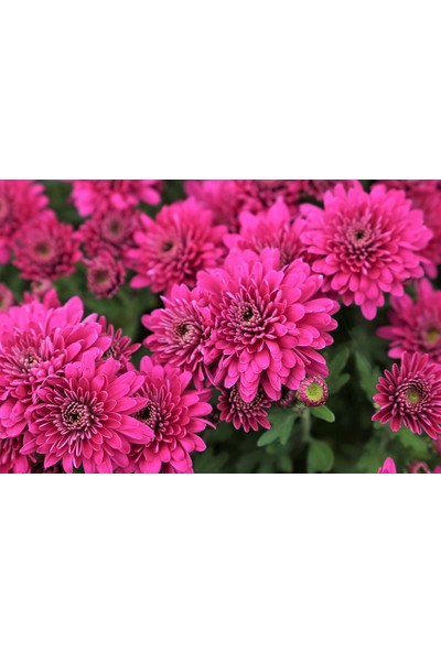 Pembe Büyük Çiçekli Kasımpatı Çiçeği Fidanı Saksılı 40 cm 60 cm