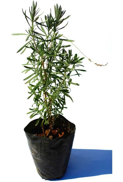 Lavanta 45-50 cm Tüplü Lavanta Fidanı