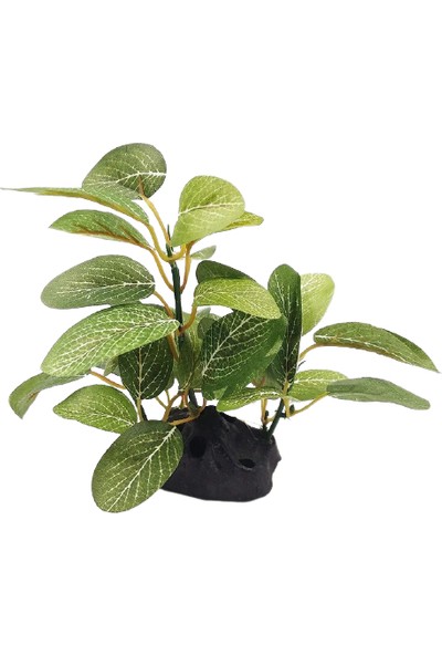 Charge Büyük Yapraklı Akvaryum Dekor Bitkisi Charge Büyük Yapraklı Akvaryum Dekor Bitkisi