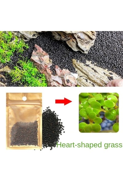 Charge Akvaryum Kalp Şeklinde Çim Bitki Tohumu
