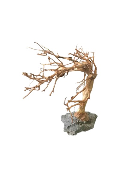 Charge Akvaryum Bonsai Süs Bitkisi Charge Akvaryum Bonsai Süs Bitkisi