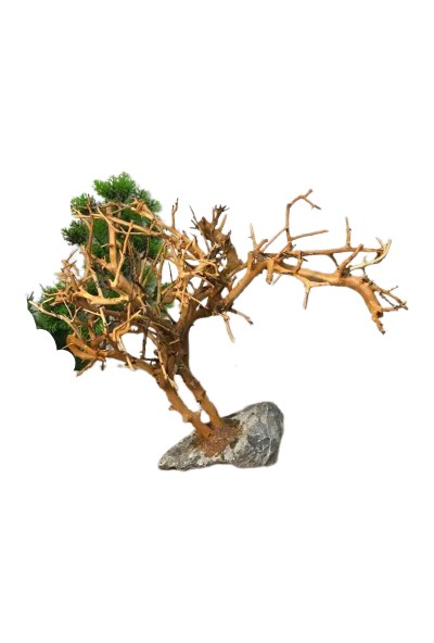 Charge Akvaryum Bonzai Ağacı
