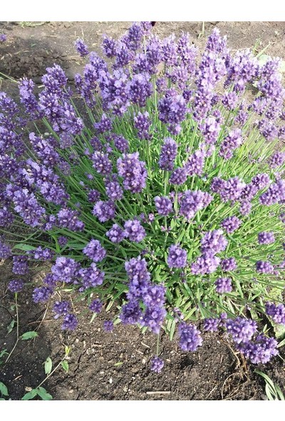 Egemen Fidancılık 5 Adet Açık Köklü Intermedia Lavanta Fidesi Fidanı
