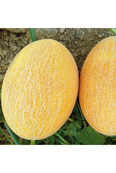 Aktarix 30 Adet Ananas Kavunu Tohumu Aktarix 30 Adet Ananas Kavunu Tohumu