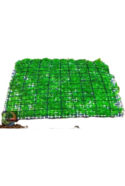 Akvaryum Bitkileri Weeping Moss Tele Sarılı 5X5CM Yeni Sarım Canlı Bitki