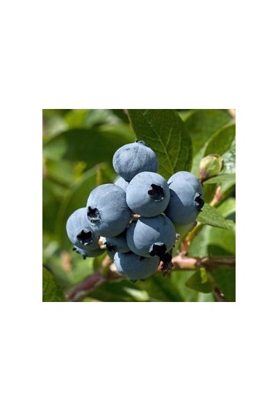 Köy Tohumları 10 Adet Tohum Yaban Mersini Tohumu Blueberry Tohumu Süpriz Hediye Tohumu Köy Tohumları 10 Adet Tohum Yaban Mersini Tohumu Blueberry Tohumu Süpriz Hediye Tohumu