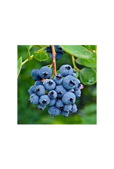 Köy Tohumları 15 Adet Tohum Yaban Mersini Tohumu Blueberry Tohumu Sürpriz Hediye Tohumu Köy Tohumları 15 Adet Tohum Yaban Mersini Tohumu Blueberry Tohumu Sürpriz Hediye Tohumu