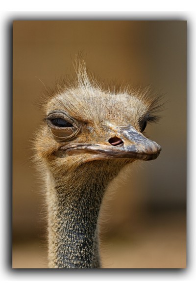 Arazomi Deve Kuşu Hayvan Cam Tablo 30 x 45 cm Arazomi Deve Kuşu Hayvan Cam Tablo 30 x 45 cm