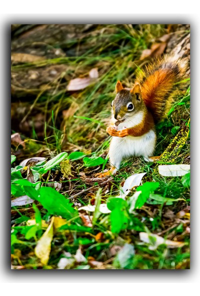 Arazomi Sincap Cam Tablo 30 x 45 cm