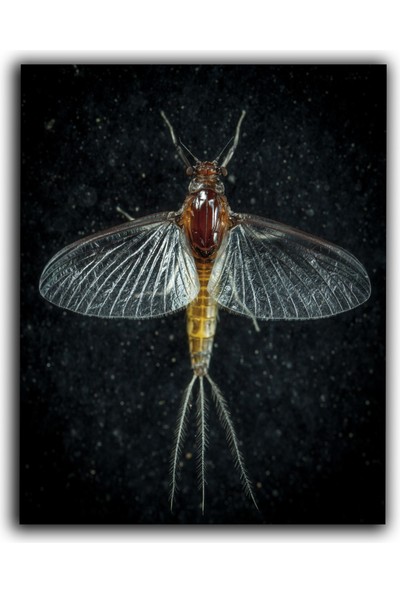 Arazomi Mayıs Böceği Cam Tablo 30 x 45 cm