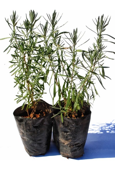 Lavanta 45-50 cm Tüplü Lavanta Fidanı 2ADET