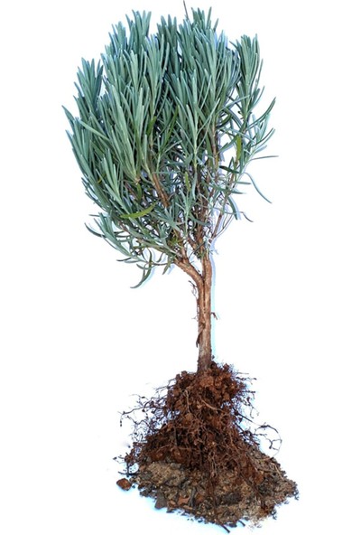 Lavanta Açık Kök Lavanta Fidanı 10 Adet