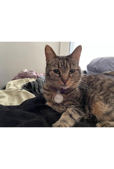 Airtag Kedi Tasması Plastik Aparat Airtag Kedi Tasması Plastik Aparat