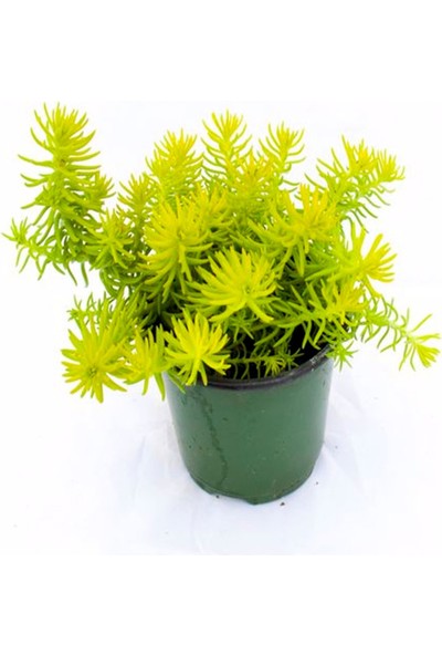 Moda Botanik 45 Adet Dam Koruğu Fidesi Altın Sarısı Sedum /yer Örtücü Bitki Moda Botanik 45 Adet Dam Koruğu Fidesi Altın Sarısı Sedum /yer Örtücü Bitki