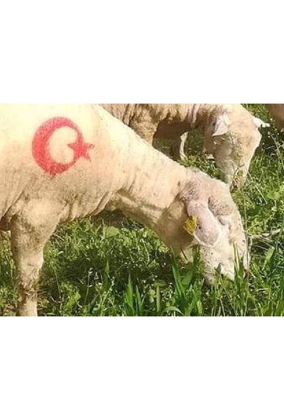 Hayvan Numara Işaretleme Soğuk Damga Set 10 Adet 9cm Hayvan Numara Işaretleme Soğuk Damga Set 10 Adet 9cm