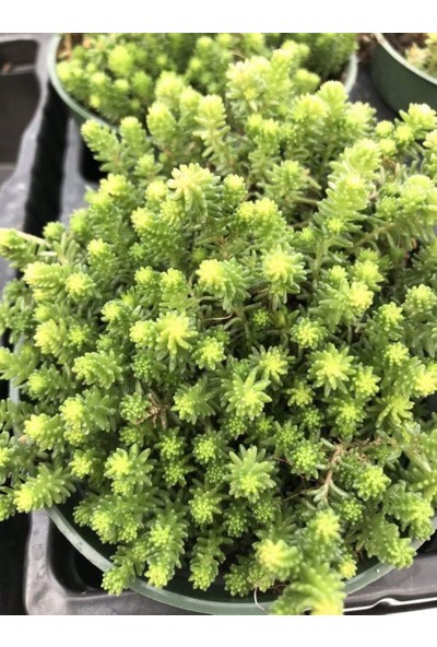 Moda Botanik Sedum Acre Aureum 48 Adet Viyolde Yer Örtücü Çok Yıllık Moda Botanik Sedum Acre Aureum 48 Adet Viyolde Yer Örtücü Çok Yıllık